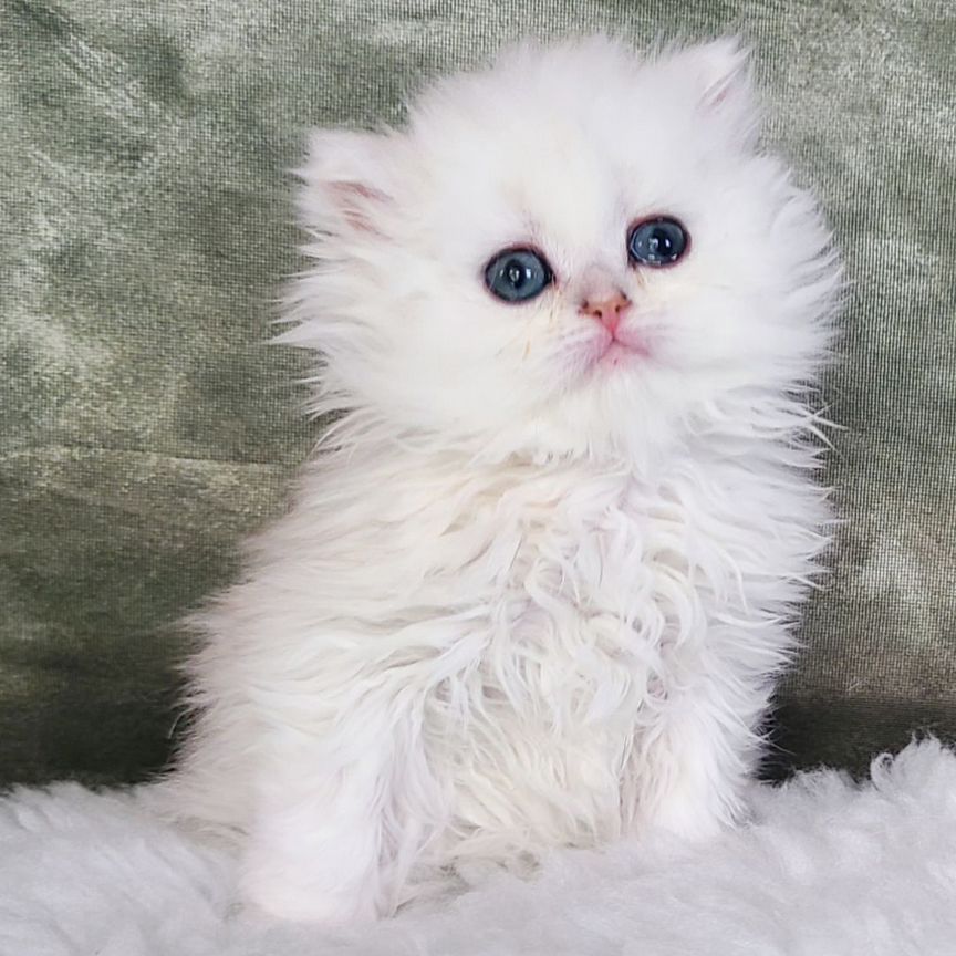 Британский длинношёрстный котёнок
