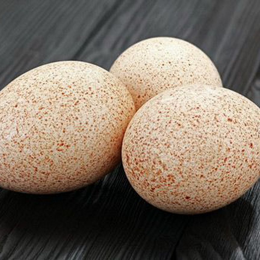 Инкубационное яйцо индейки