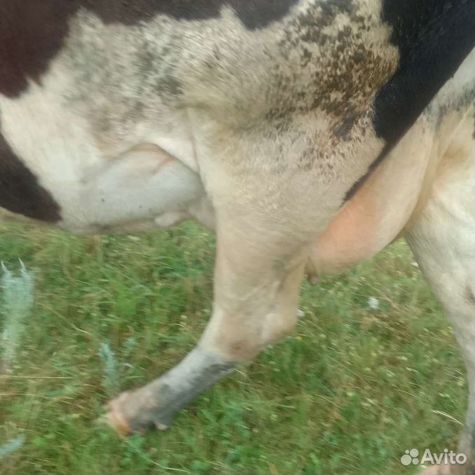 Коровы и телки стельные