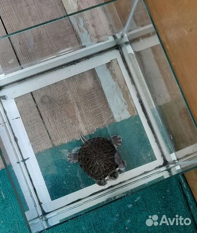 Отдам черепаху бесплатно