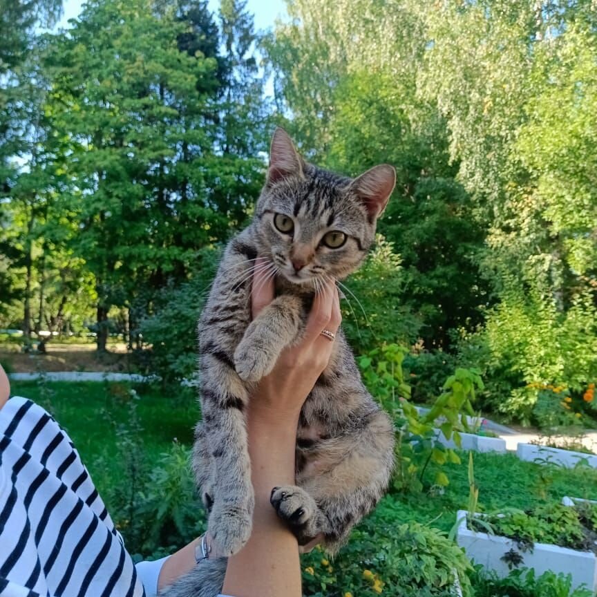 Кошка в добрые руки