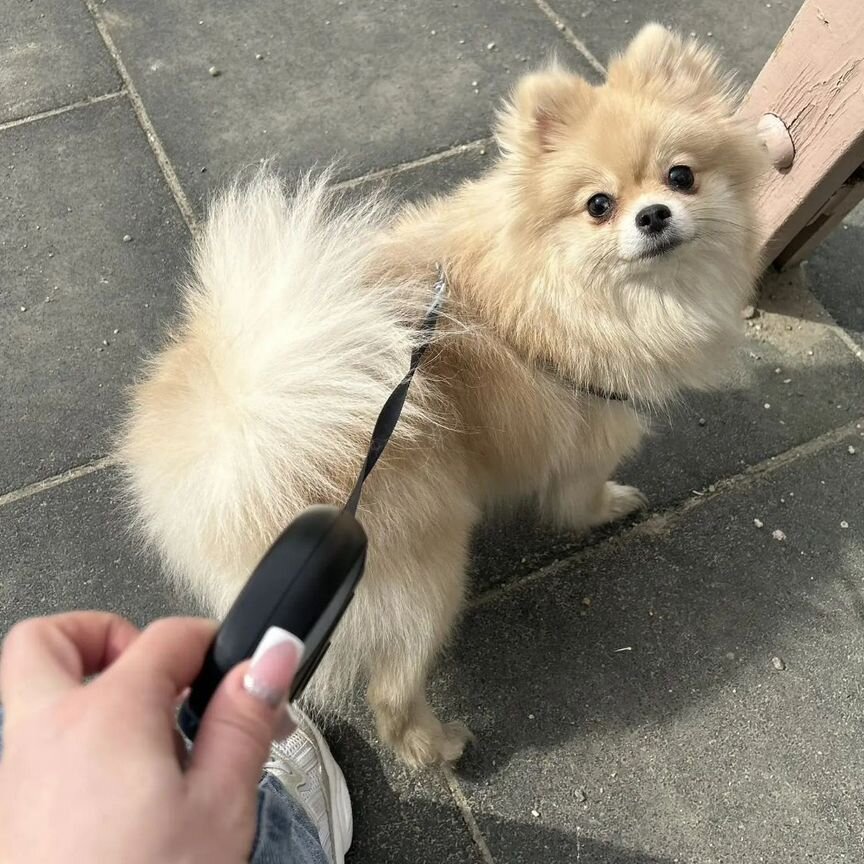 Померанский шпиц, взрослая собака