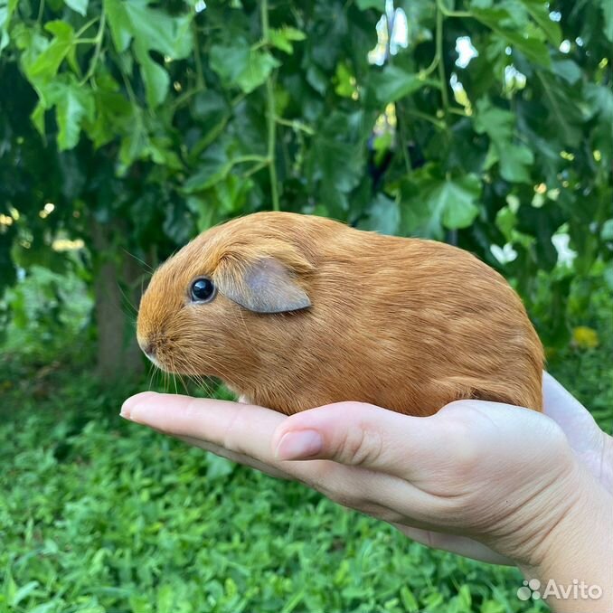 Морская свинка Английский селф