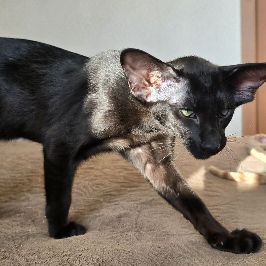 Ориентальный черный котик