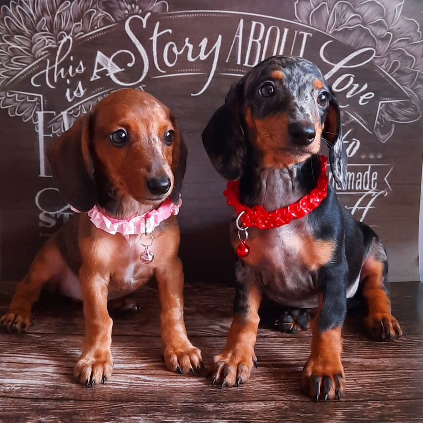 Таксята в любимцы