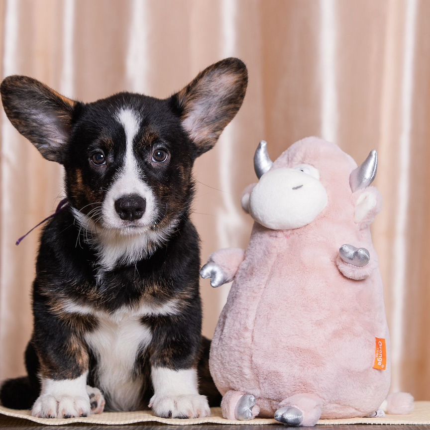 Вельш-корги кардиган