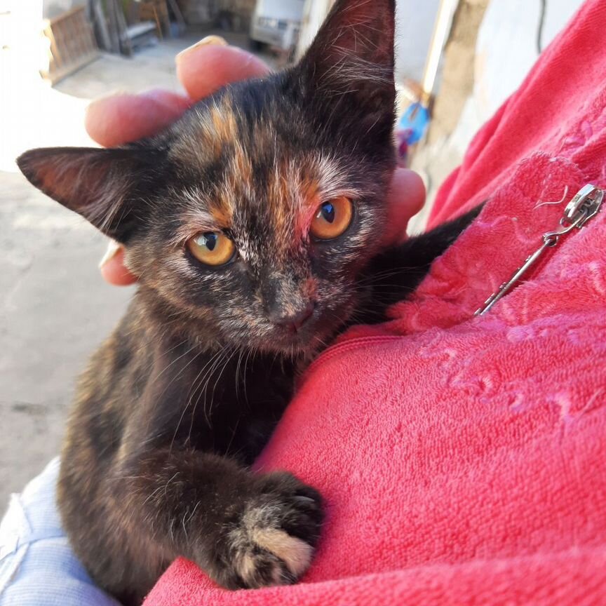 Котенок Мила