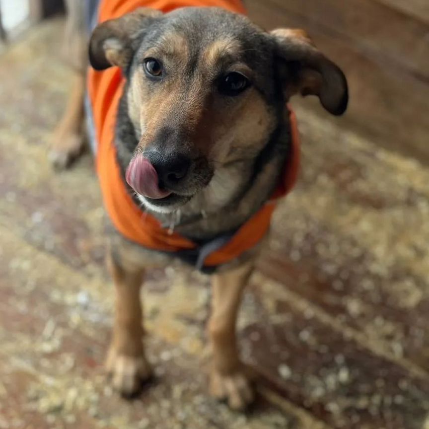 Взрослая собака в добрые руки