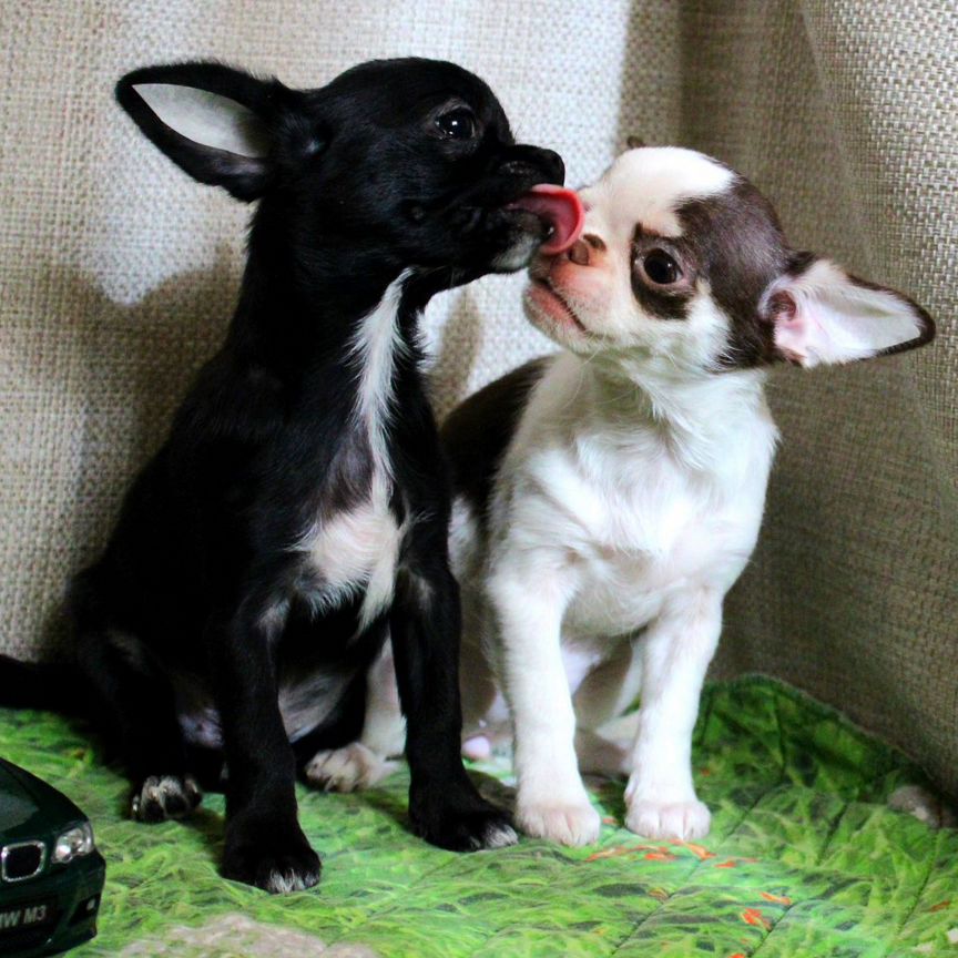 Чихуахуа, щенок