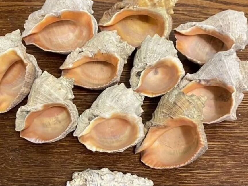 Ракушка рапана