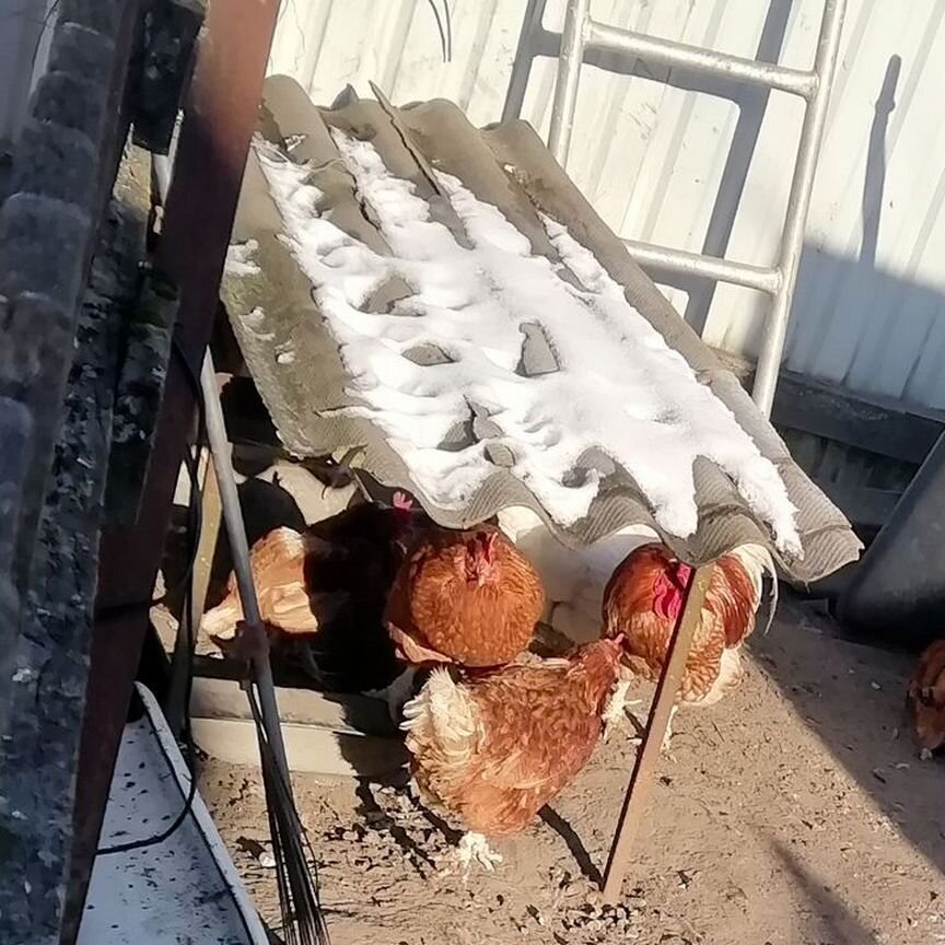 Куры несушки