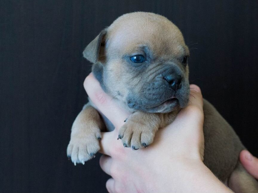 Американский булли покет щенки