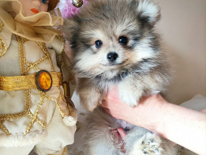 Шпицы девочки и мальчики