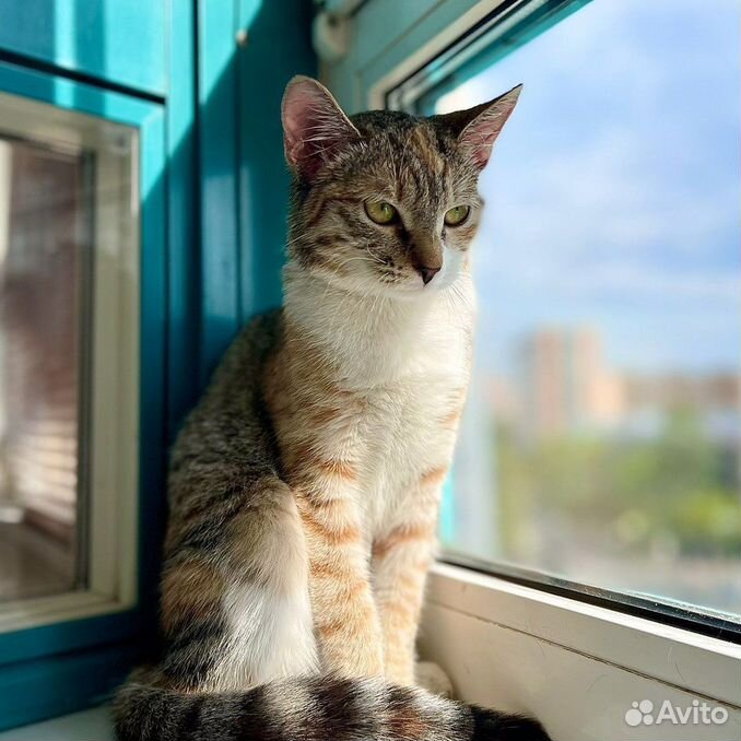 Кошка Зара