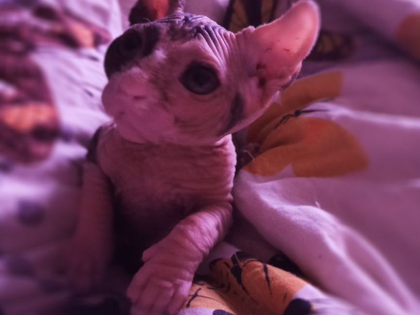 Сфинкс девочка