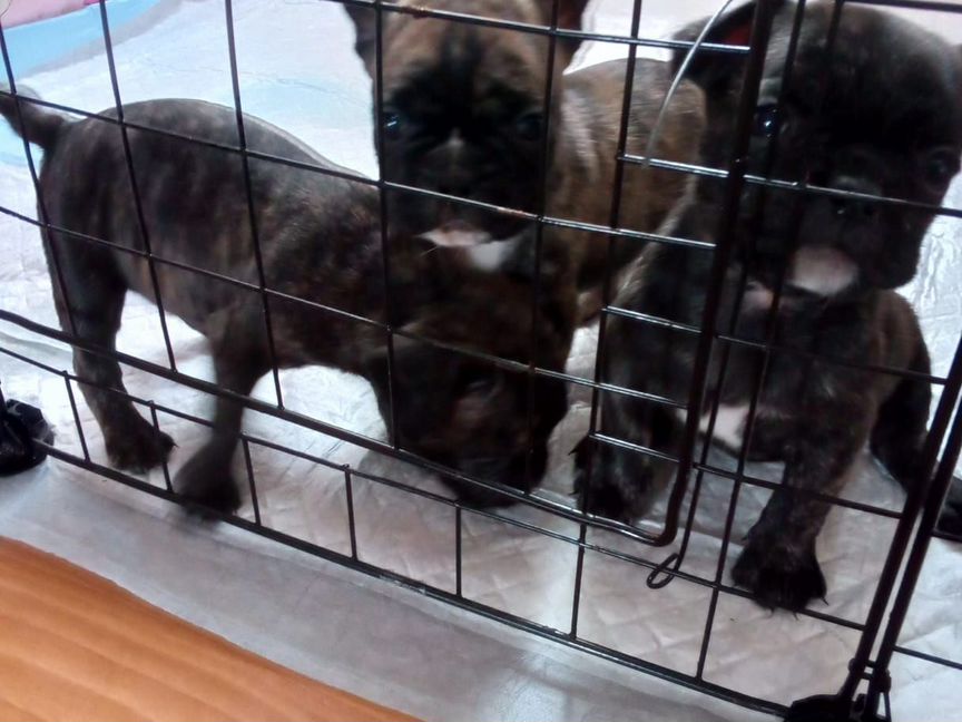 Французский бульдог