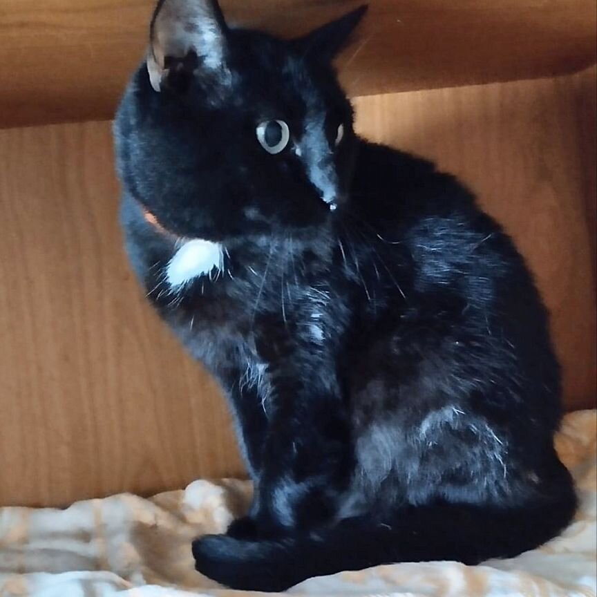 Кот 2 года черный