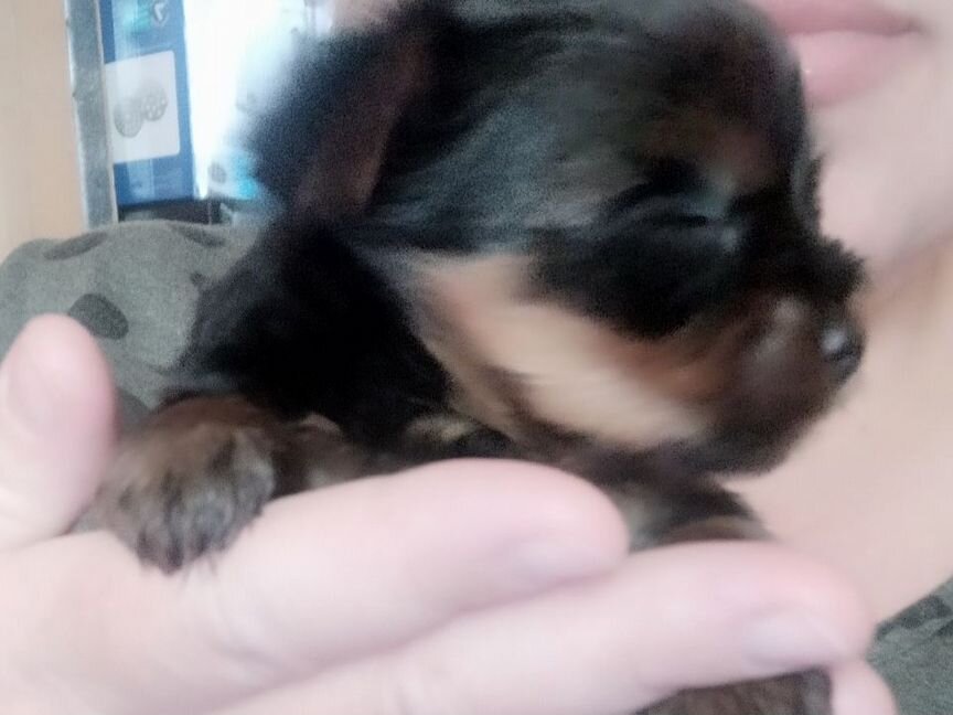 Йоркширский терьер