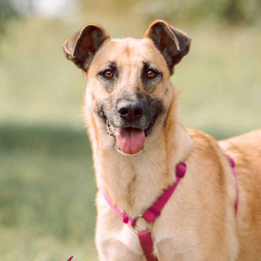 Лира ищет своего друга и дом