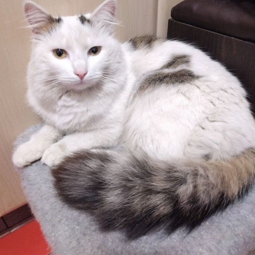 Шикарный котик Проша,метис-сибиряк,4 годика,в дар