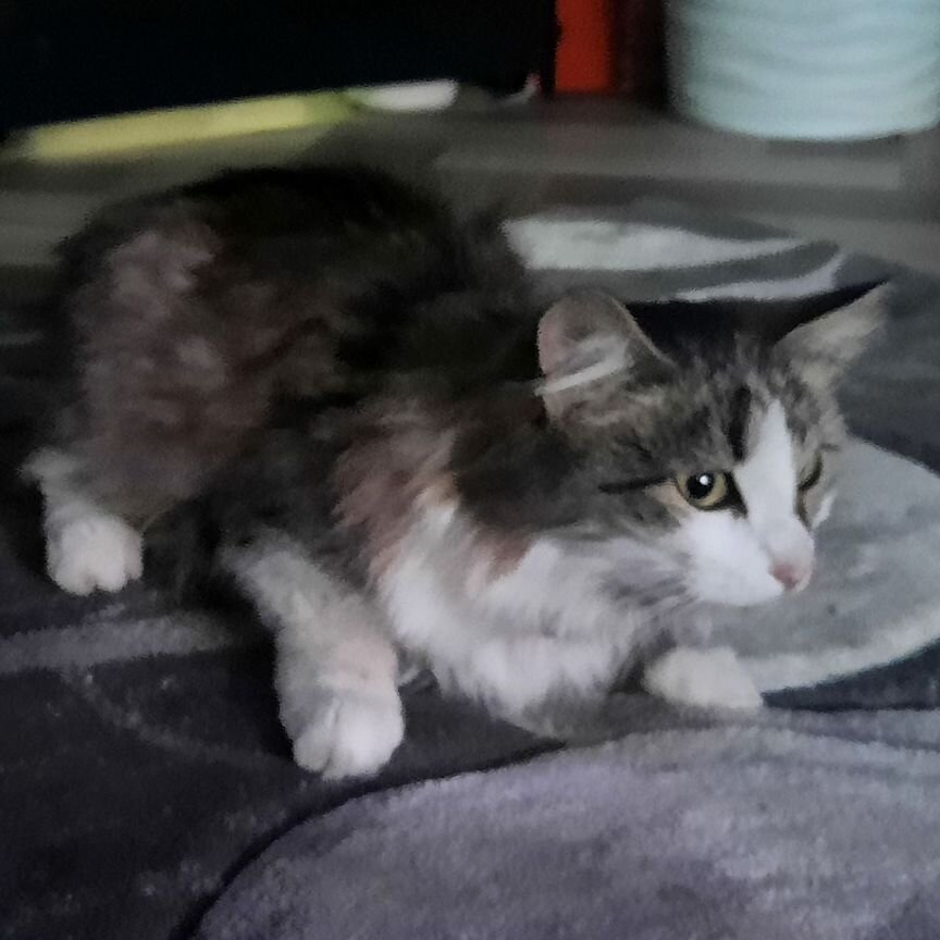 Взрослая кошка в добрые руки