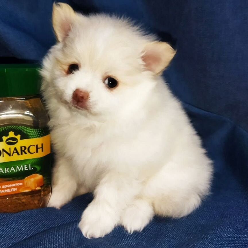 Немецкий шпиц белый