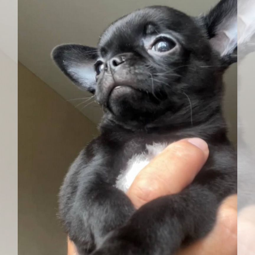 Чихуахуа, щенок