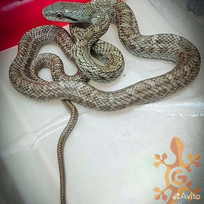 Кунаширский полоз (подойдёт новичку)