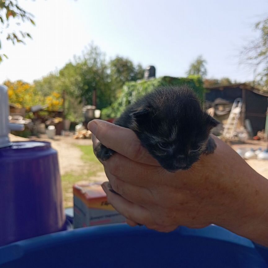 Котята в добрые руки