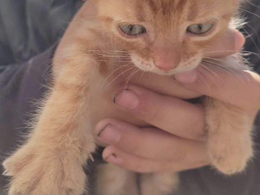 Котят выбросили. Нужен дом или передержка