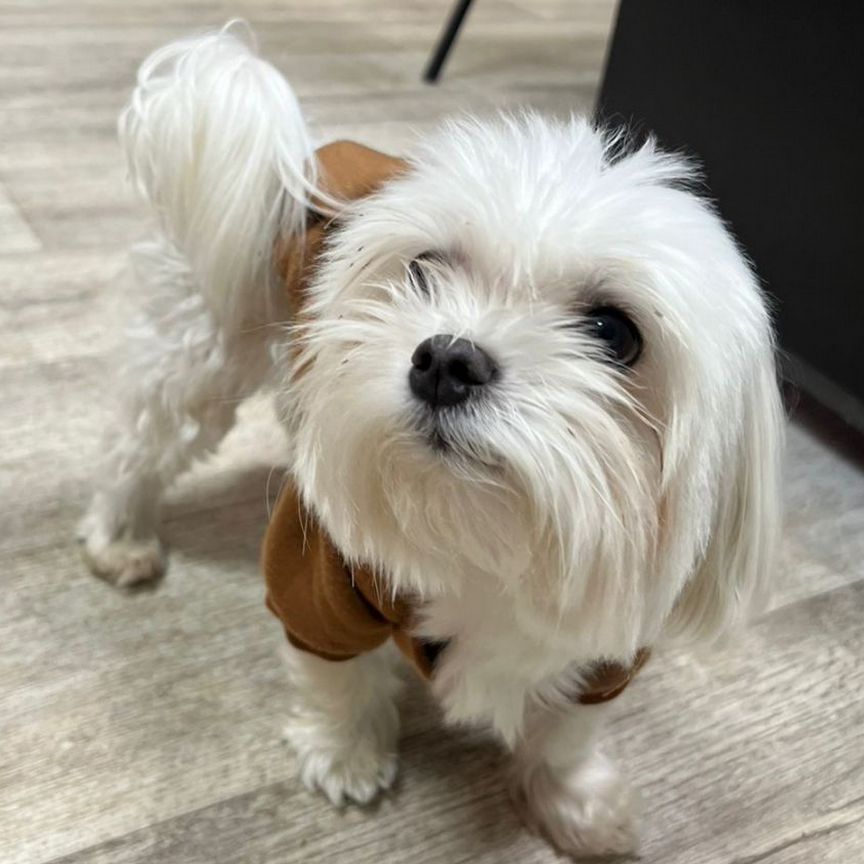 Ищу невесту вязка самец супер пахарь