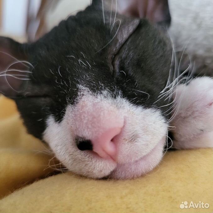 Продаётся кошка абьюзер