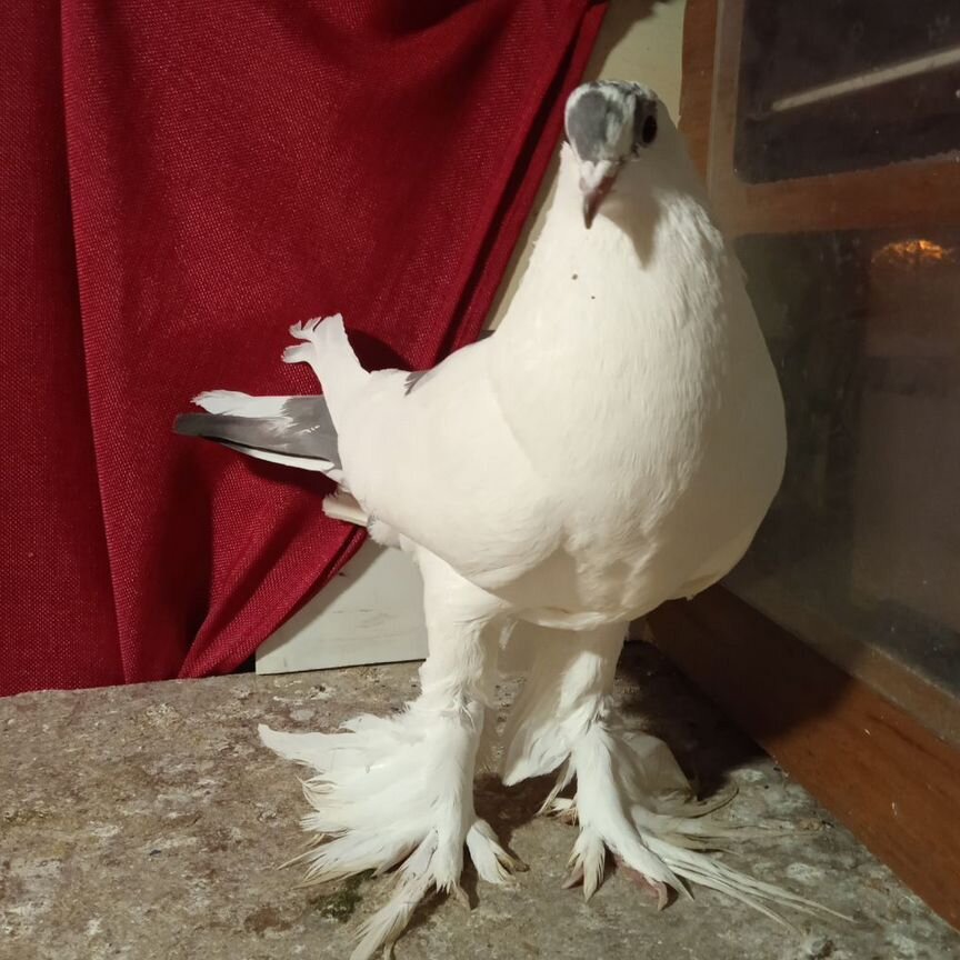 Голубь дутыш самка