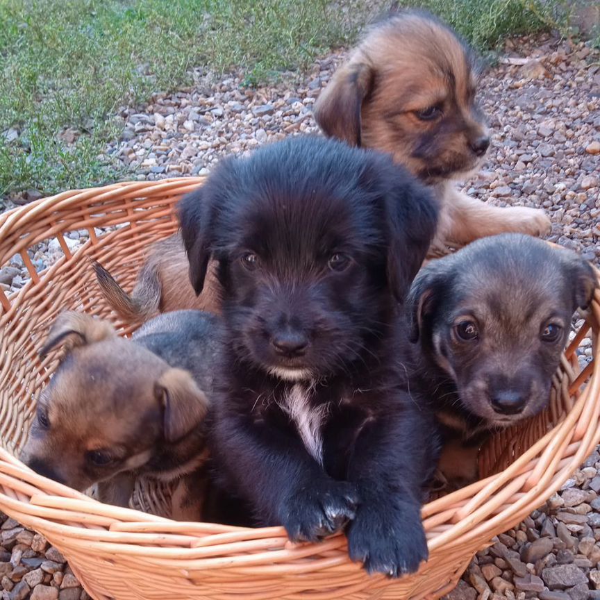 Щенки в добрые руки