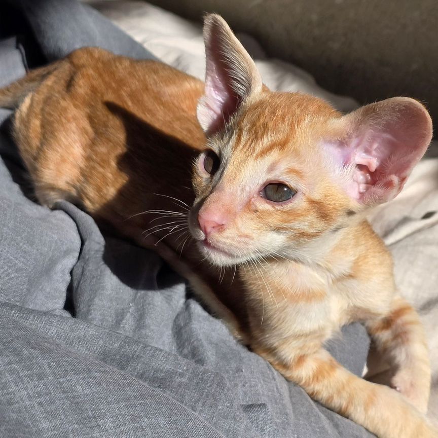 Ориентальный котёнок
