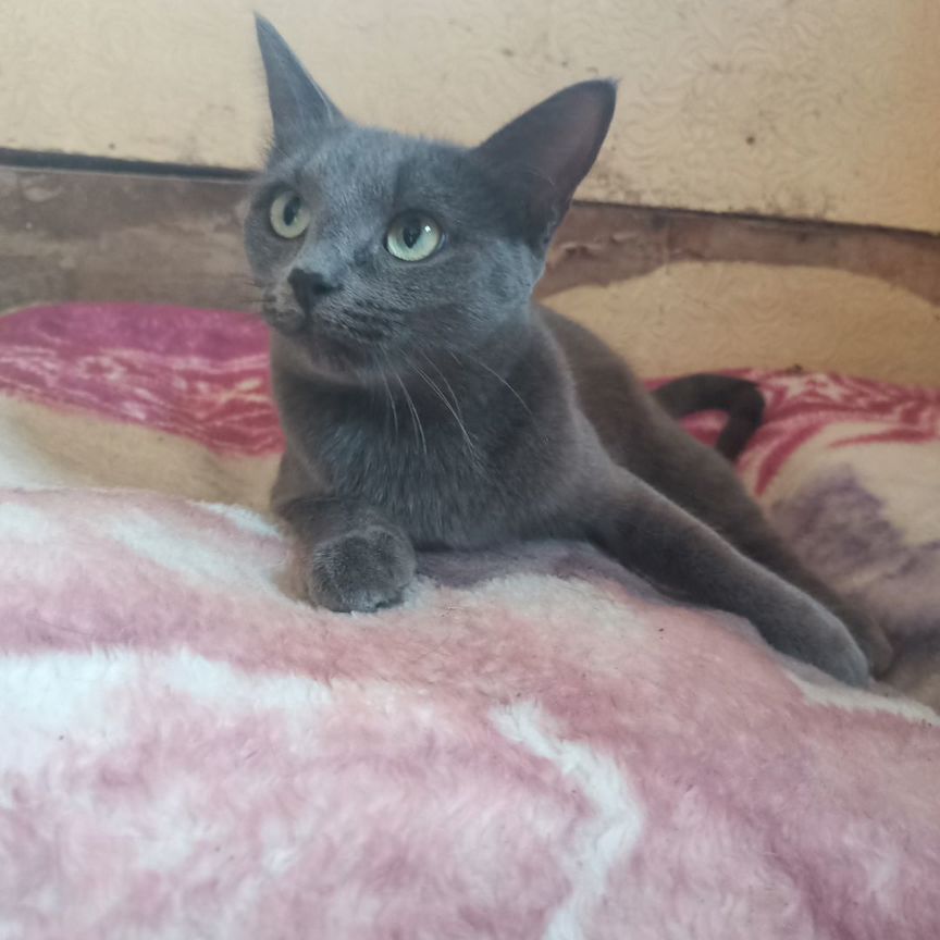 Кошечка красотка