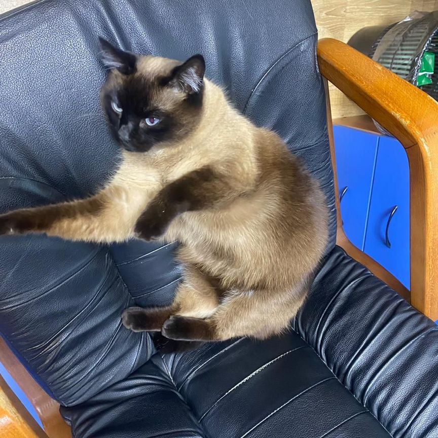 Отдадим в добрые руки