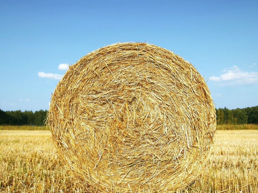 Солома овсяная