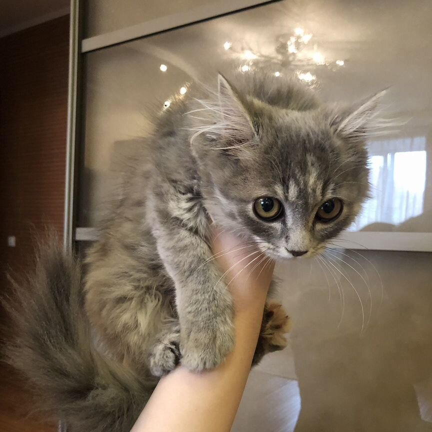 Персидские котята