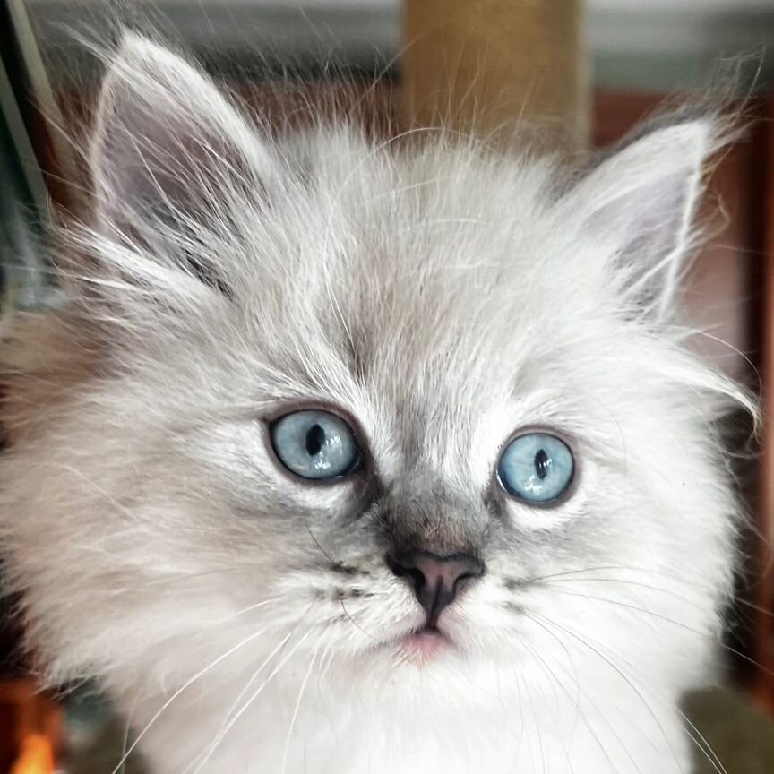 Невский маскарадный котёнок