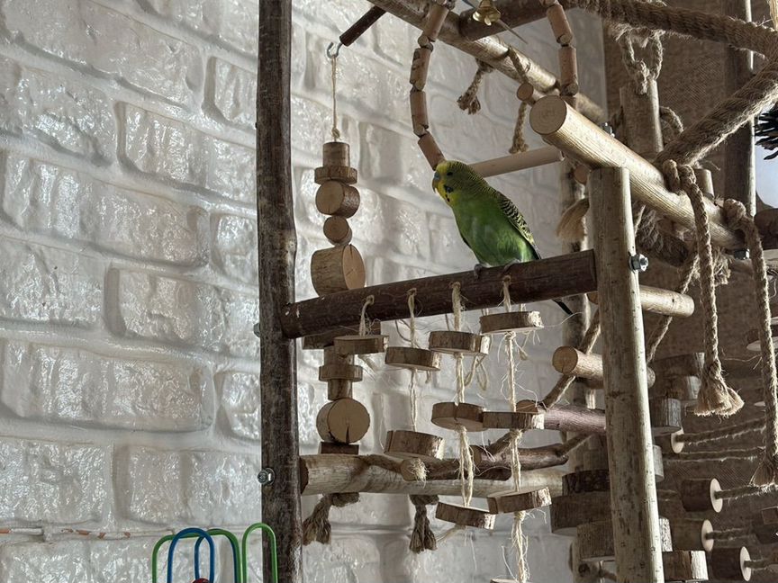 Птенцы волнистый попугай