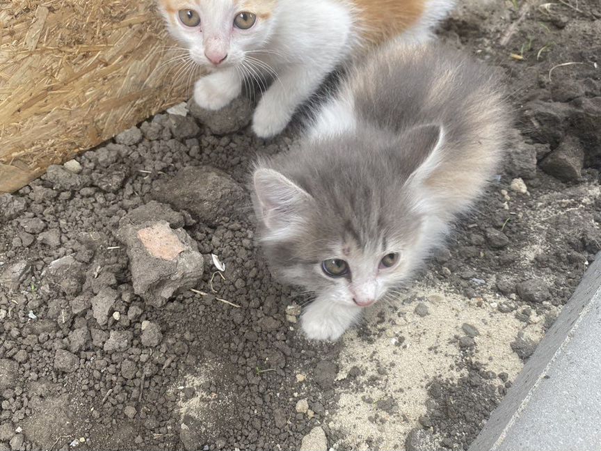 Котята в добрые руки