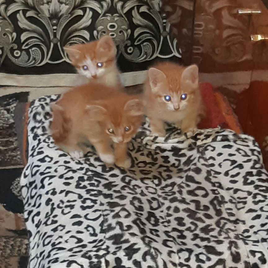 Рыженькие комочки счастья в добрые заботливые руки