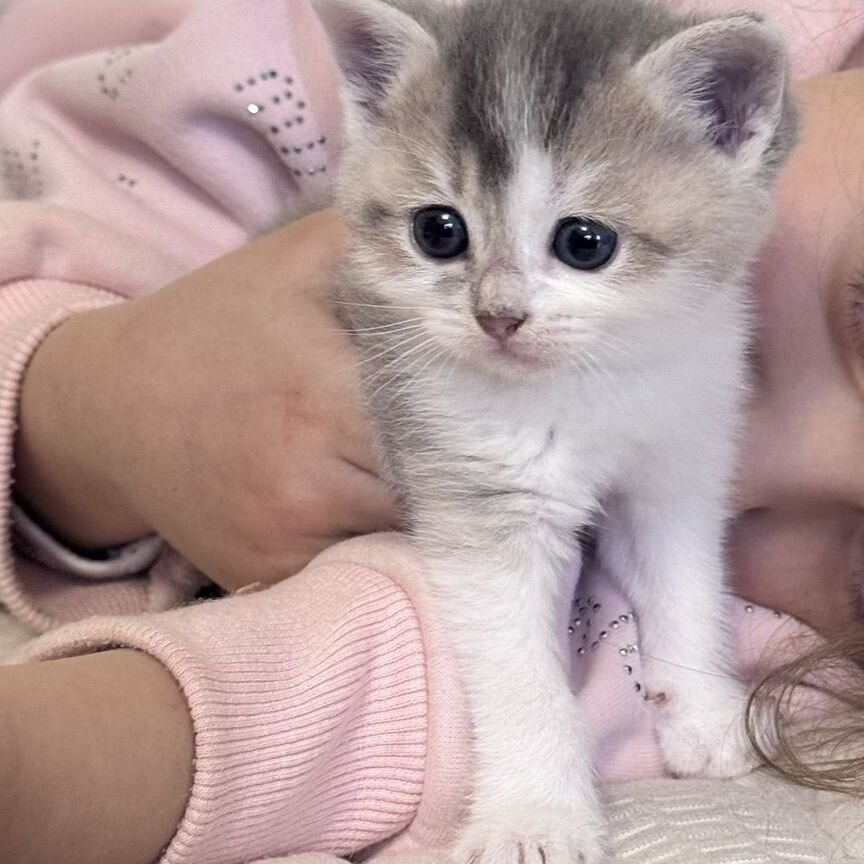 Котёнок британская шиншилла