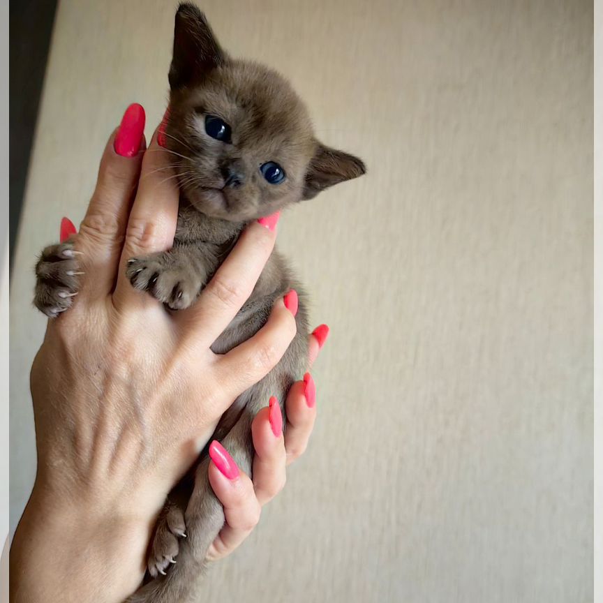 Европейский бурманский котёнок