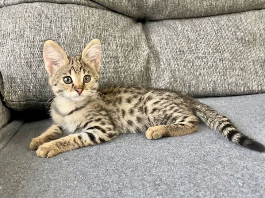 Саванна ф1 мальчик