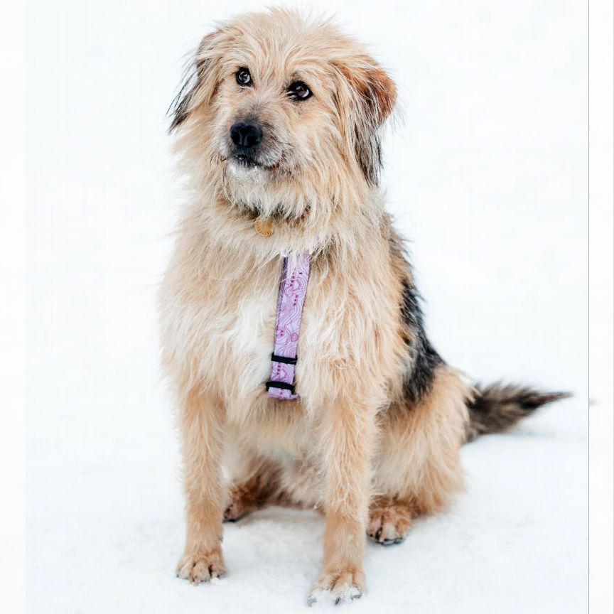 Взрослый пёс в добрые руки