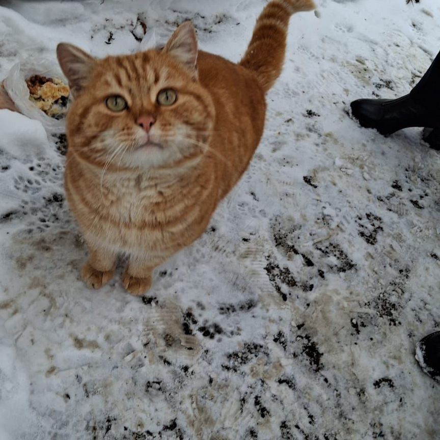 Кот 2 года