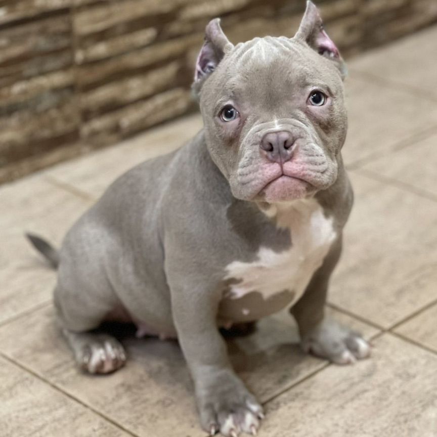 Американский булли, щенок