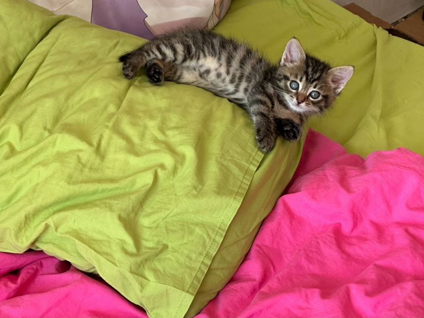 Котята малыши сироты очень ласковые